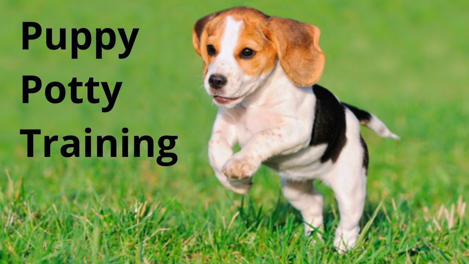 Pet Dogs Training - Pet Supermarket