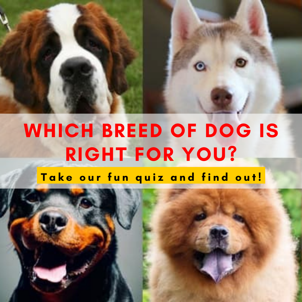 Types Of Pet Dogs - Pet Supermarket