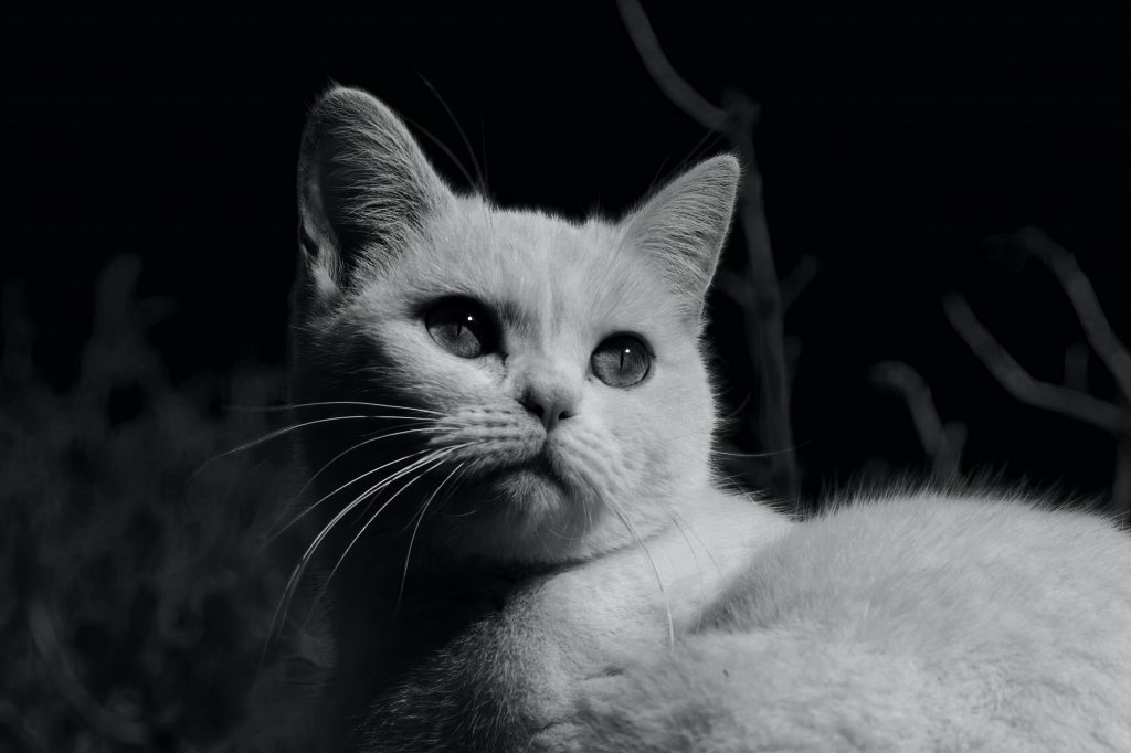 Saying Goodbye To Your Cat - Your Beloved Feline Friend - Pet Supermarket